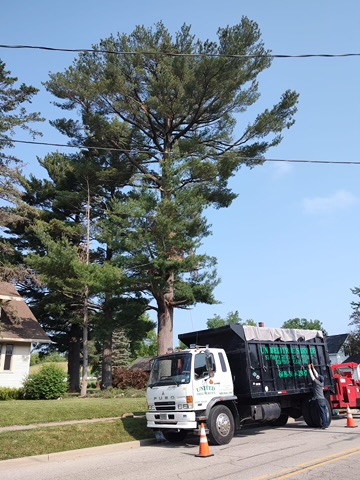 Contact – United Tree Services
