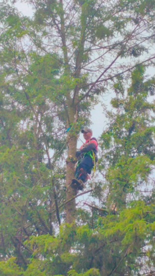 Services – United Tree Services