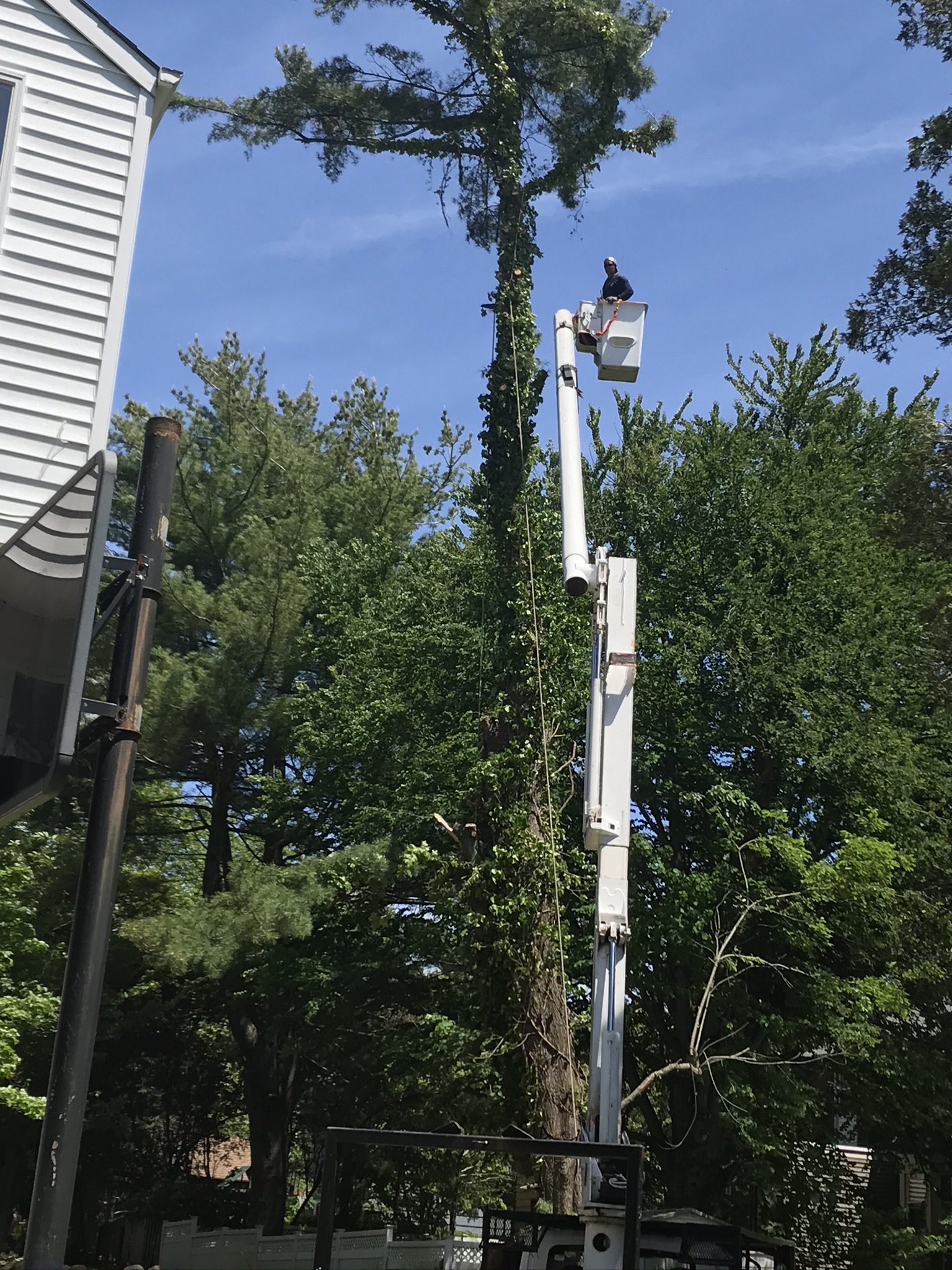 Some Portfolio Photos – United Tree Services